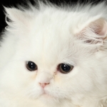 Download Animal Cat PFP