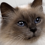 Download Animal Cat PFP