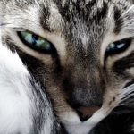 Download Animal Cat PFP