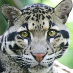 Clouded Leopard Pfp