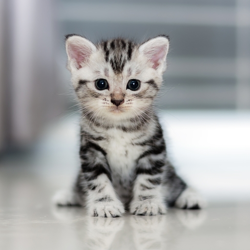 Download Kitten Baby Animal Cat Animal PFP