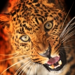 Download Animal Leopard PFP