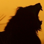 Download Animal Lion PFP