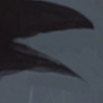 Crow Pfp