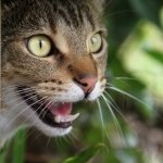 Download Animal Cat PFP