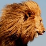 Download Animal Lion PFP