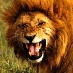 Download Animal Lion PFP