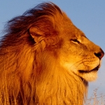 Download Animal Lion PFP