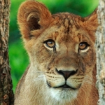 Download Animal Lion PFP