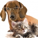 Download Animal Cute PFP