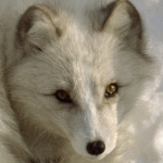 Download Animal Fox PFP