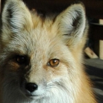 Download Animal Fox PFP