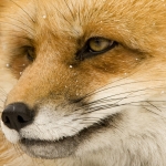 Download Animal Fox PFP