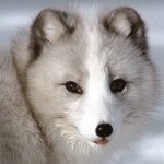 Download Animal Fox PFP
