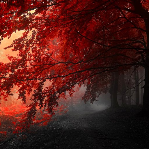 Download Forest Fall Tree Nature PFP