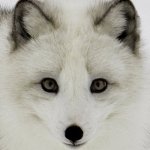 Download Animal Fox PFP