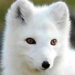 Download Animal Fox PFP