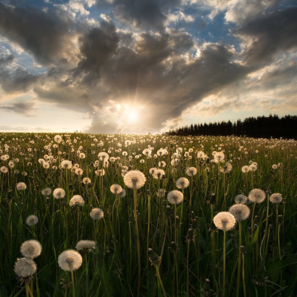 Download Sunrise Field Summer Dandelion Nature PFP