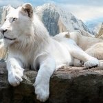 Download Animal White Lion PFP