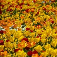 114 Tulip pfp - Avatar Abyss