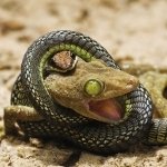 Download Animal Snake PFP