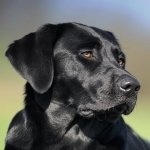 Download Muzzle Dog Labrador Retriever Animal PFP