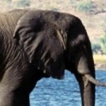 Download Animal Elephant PFP