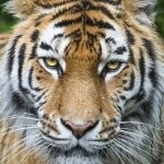 Wild Animal - Desktop Wallpapers, Phone Wallpaper, PFP, Gifs, and More!