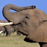 Download Animal Elephant PFP
