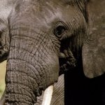 Download Animal Elephant PFP