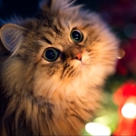 Download Animal Cat PFP