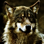 Download Animal Wolf PFP