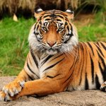 Download Tiger Animal PFP