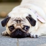 Download Animal Pug PFP