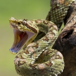 Download Animal Snake PFP