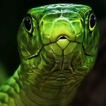 Download Animal Snake PFP