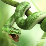 Snake Pfp