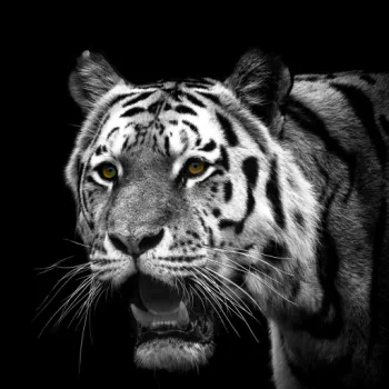 [30+] White Tiger PFP