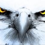 Download Animal Eagle PFP