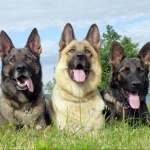 Download Animal German Shepherd PFP
