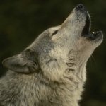 Download Animal Wolf PFP