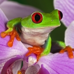 Download Animal Frog PFP