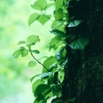 Download Nature Tree PFP