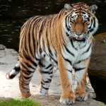 Tiger Pfp