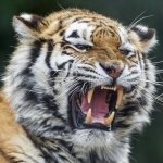 Download Animal Tiger PFP