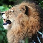 Download Animal Lion PFP