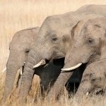 Download Animal Elephant PFP
