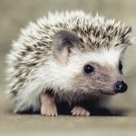 Download Animal Hedgehog PFP