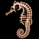 Download Animal Artistic PFP