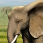 Elephant pfp - Avatar Abyss